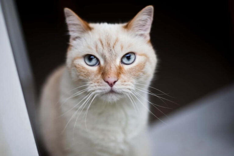 Flame Point Siamese: 9 Interesting Facts About This Fiery Cat