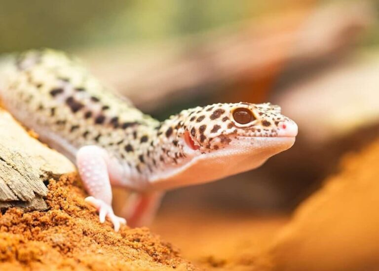 Baby Leopard Gecko for Your Family: An Ultimate Pet Guide!