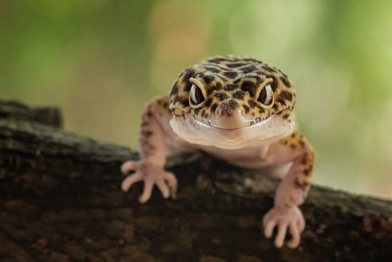 Baby Leopard Gecko for Your Family: An Ultimate Pet Guide!