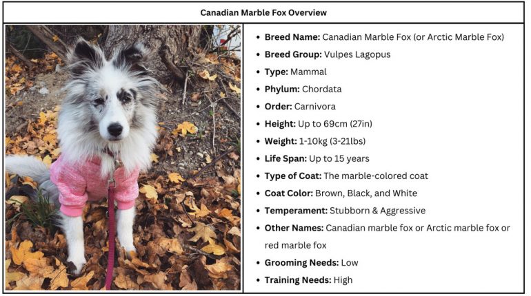 Canadian Marble Fox: Are They Considered Good Pets?