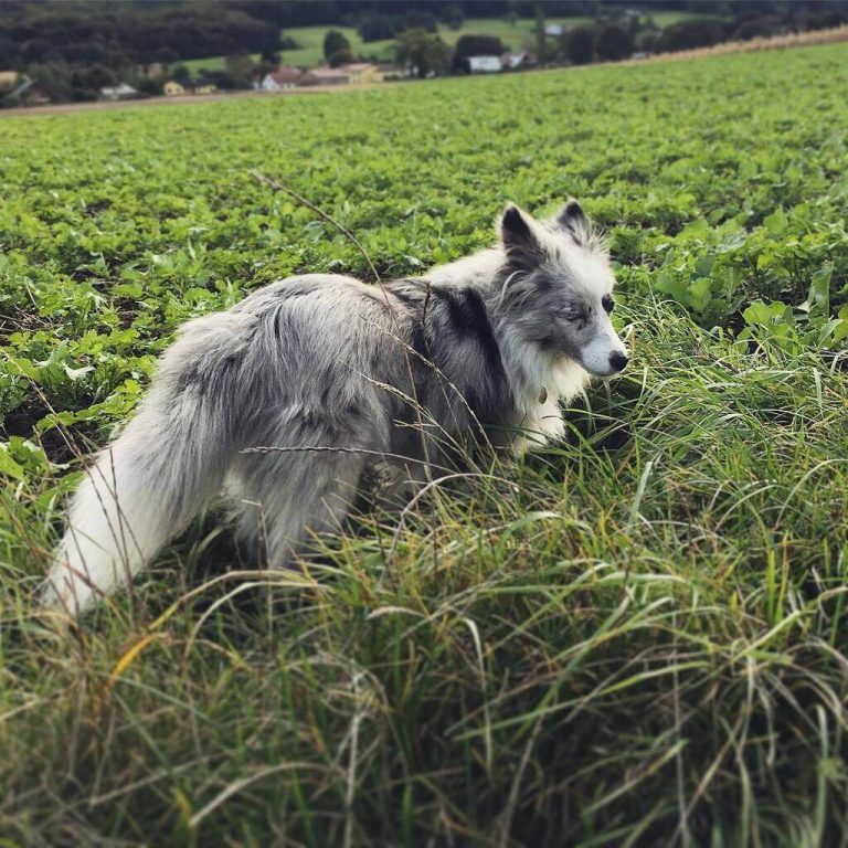 Canadian Marble Fox: Are They Considered Good Pets?