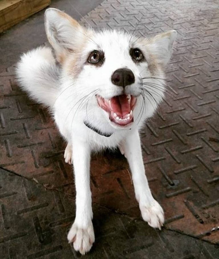 Canadian Marble Fox: Are They Considered Good Pets?