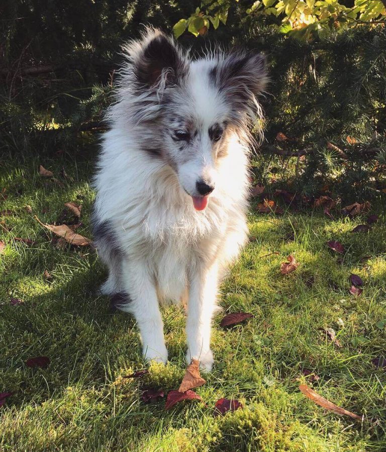 Canadian Marble Fox: Are They Considered Good Pets?