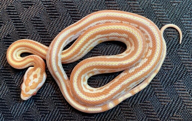 20 Unique and Exotic Corn Snakes for Sale to Checkout