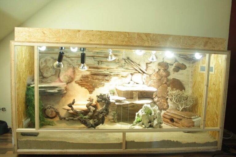 Bearded Dragon Habitat: How to Create the Best Tank Setup?