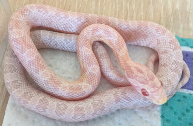 20 Unique And Exotic Corn Snakes For Sale To Checkout