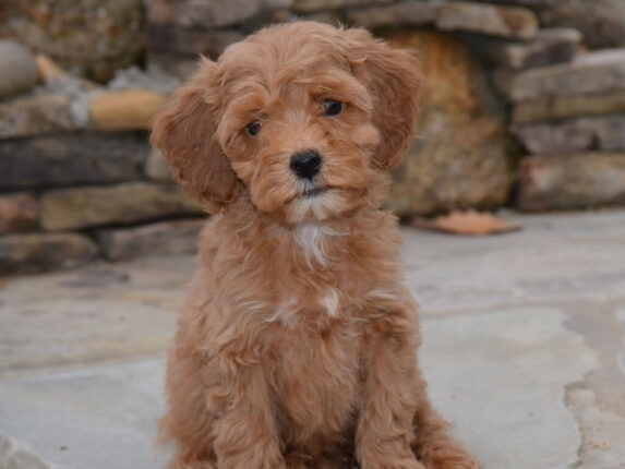 Full Grown Mini Goldendoodle Size: How Big Are They?