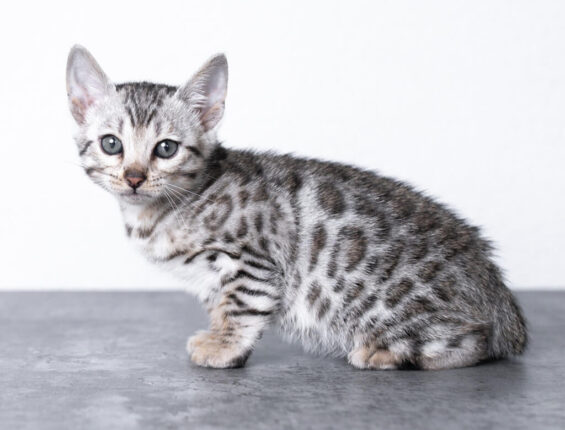Silver Bengal Cat 101: Facts, Temperament, Care & More Info