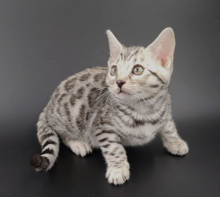 Silver Bengal Cat 101: Facts, Temperament, Care & More Info