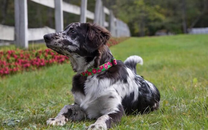 Clear Designer Dog Collars: What You Need to Know Before Buying