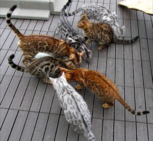 Silver Bengal Cat 101: Facts, Temperament, Care & More Info