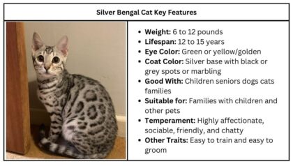 Silver Bengal Cat 101: Facts, Temperament, Care & More Info