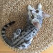 Silver Bengal Cat 101: Facts, Temperament, Care & More Info