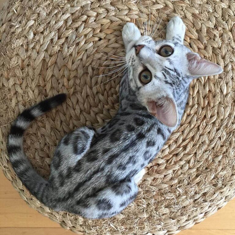 Silver Bengal Cat 101: Facts, Temperament, Care & More Info