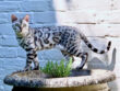 Silver Bengal Cat 101: Facts, Temperament, Care & More Info