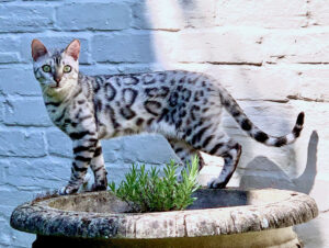 Silver Bengal Cat 101: Facts, Temperament, Care & More Info
