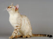 Silver Bengal Cat 101: Facts, Temperament, Care & More Info