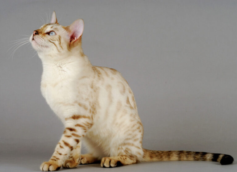 Silver Bengal Cat 101: Facts, Temperament, Care & More Info