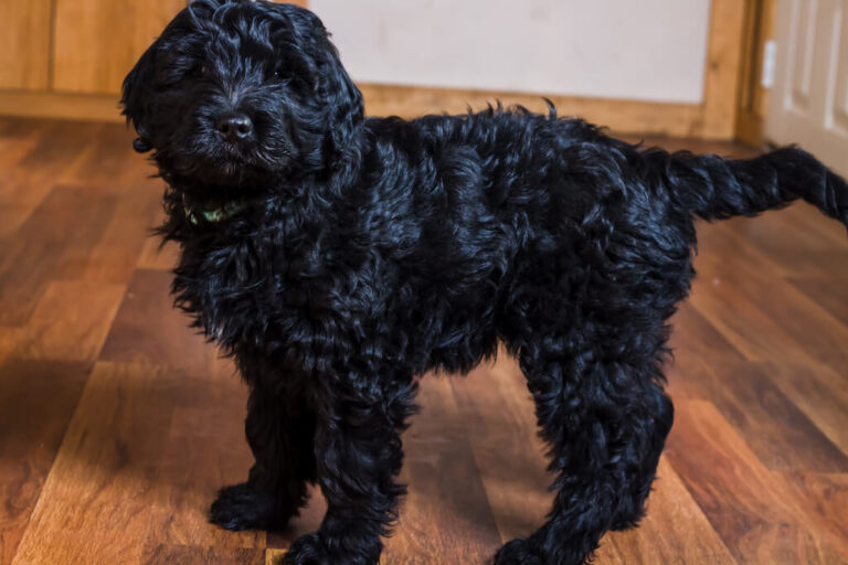 Black Goldendoodle | A Pet Guide on Dog Breed Facts & Information