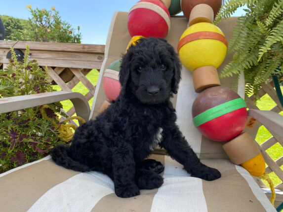Black Goldendoodle | A Pet Guide on Dog Breed Facts & Information