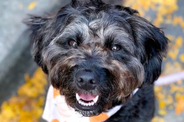 Black Goldendoodle | A Pet Guide on Dog Breed Facts & Information