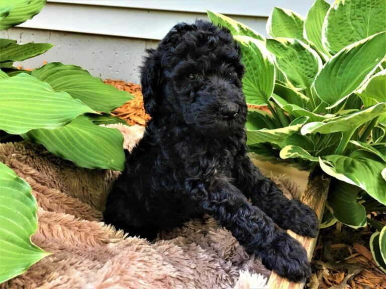 Black Goldendoodle | A Pet Guide on Dog Breed Facts & Information