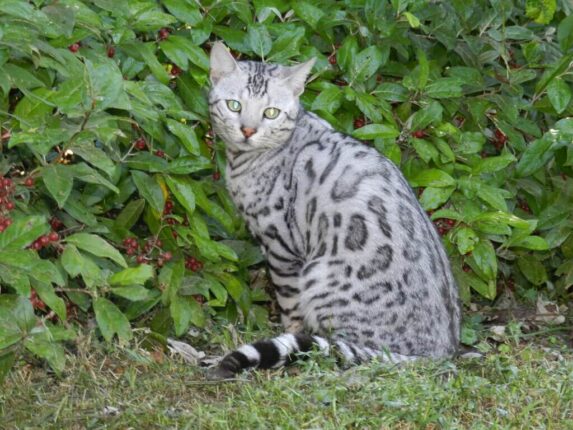 Silver Bengal Cat 101: Facts, Temperament, Care & More Info