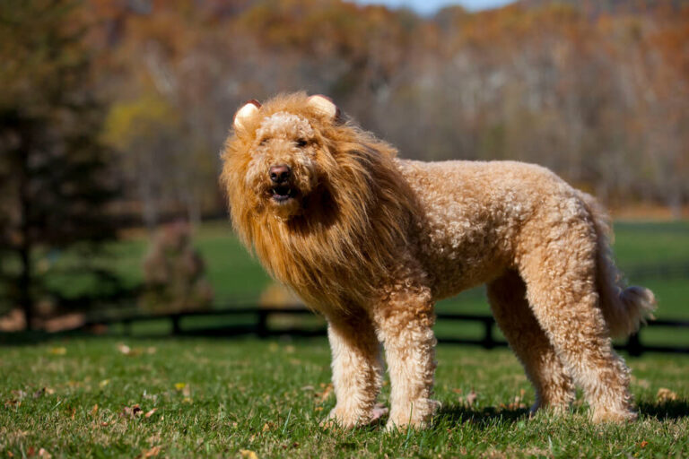 Goldendoodle Haircuts 2023: 11+ Popular Styles for Your Doodle | Pets ...
