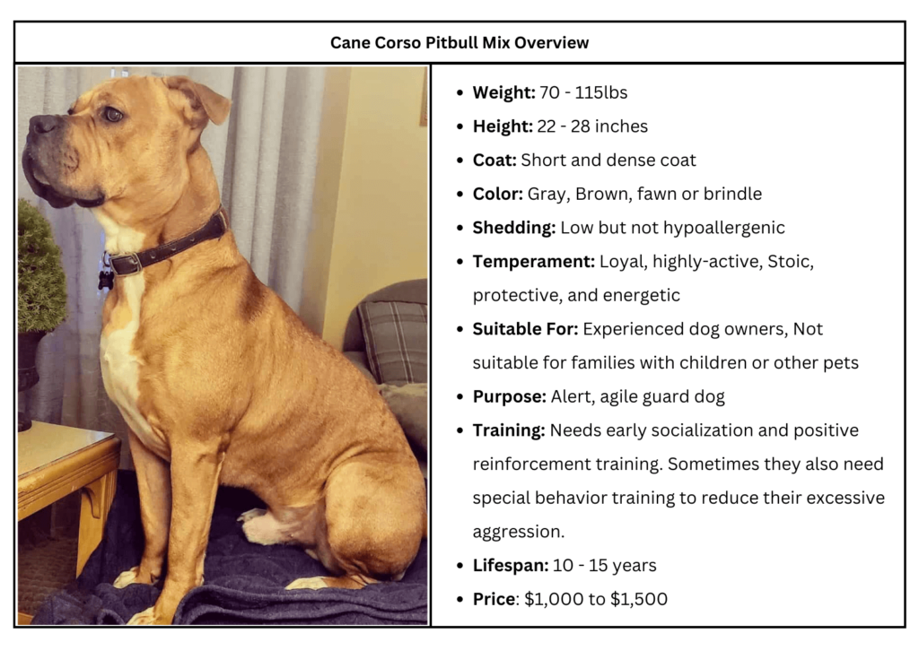 Cane Corso Pitbull Mix: A Complete Pit Corso Dog Breed Guide
