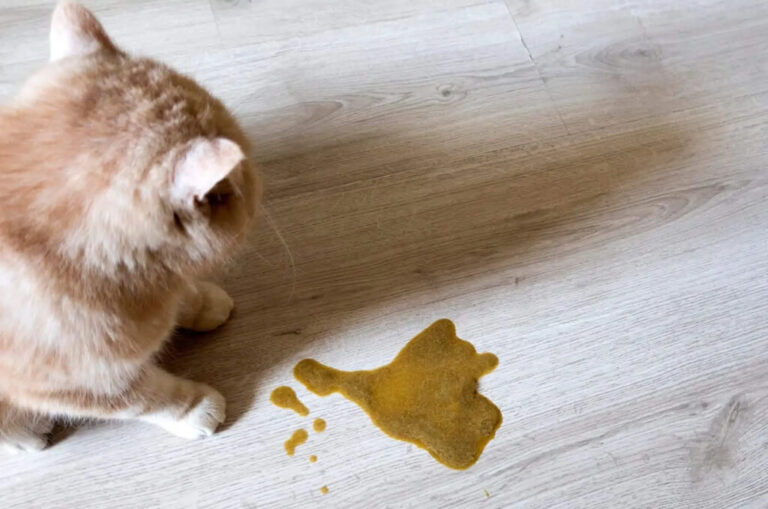 Cat Vomit Color Chart: What Does Each Color Mean