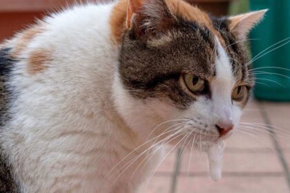 Cat Vomit Color Chart: What Does Each Color Mean