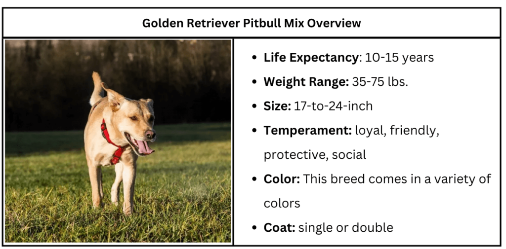 Golden Retriever Pitbull Mix: All You Need to Know