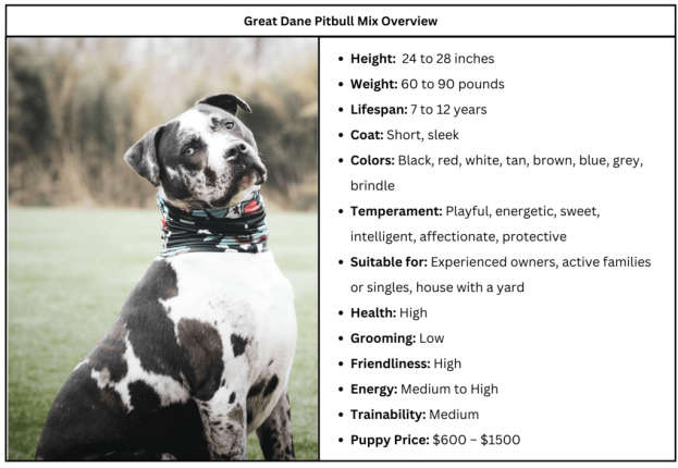 Great Dane Pitbull Mix: An Ultimate Guide on Great Danebull