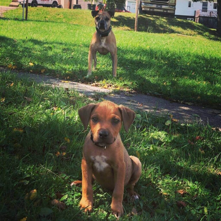 Cane Corso Pitbull Mix: A Complete Pit Corso Dog Breed Guide