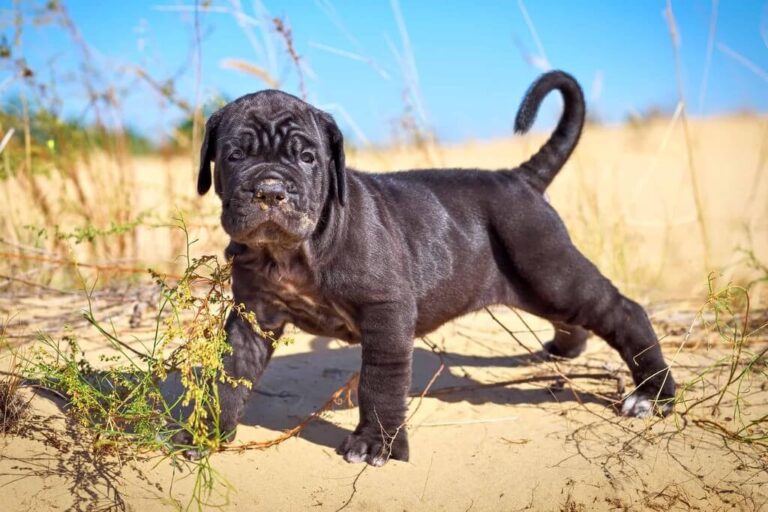 Cane Corso Pitbull Mix: A Complete Pit Corso Dog Breed Guide