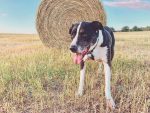 Great Dane Pitbull Mix: An Ultimate Guide on Great Danebull