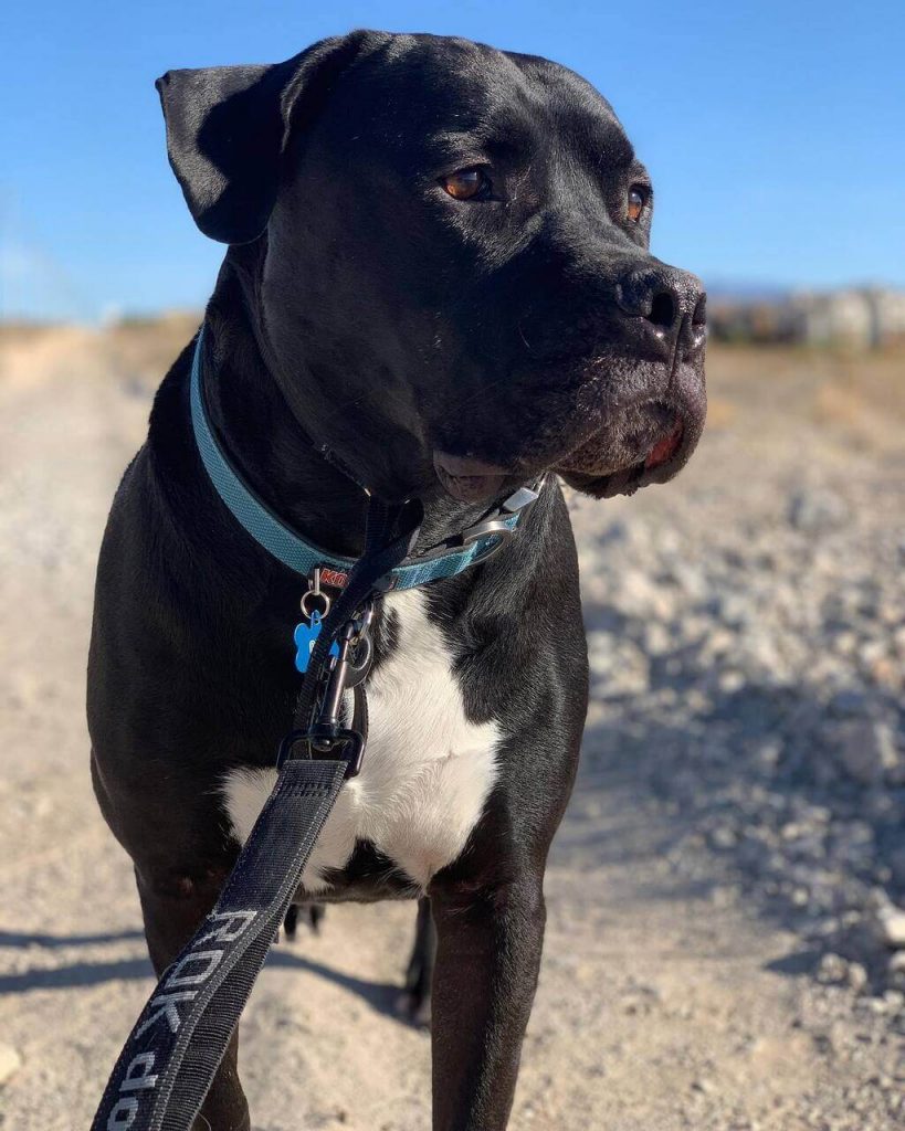 Great Dane Pitbull Mix: An Ultimate Guide on Great Danebull