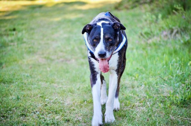 Great Dane Pitbull Mix: An Ultimate Guide on Great Danebull
