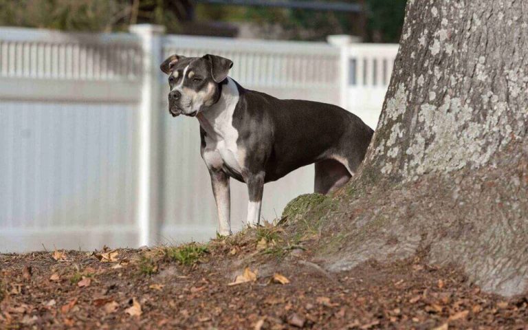Great Dane Pitbull Mix: An Ultimate Guide on Great Danebull