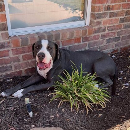 Great Dane Pitbull Mix: An Ultimate Guide on Great Danebull