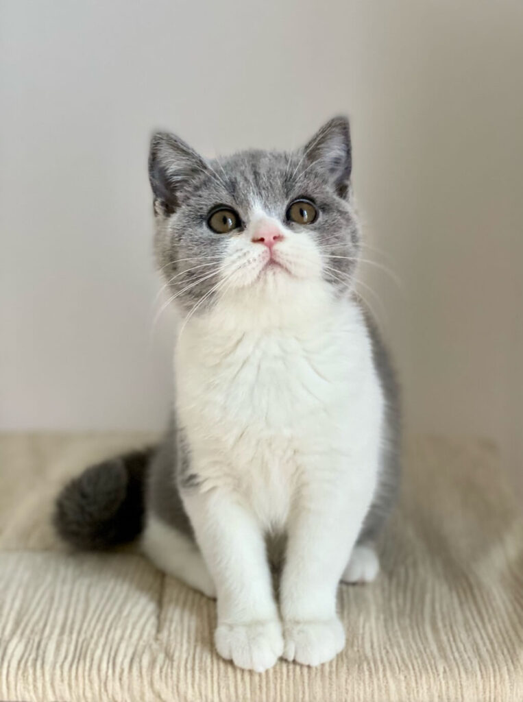 15 Gorgeous Grey and White Cat Breeds (With Pictures)