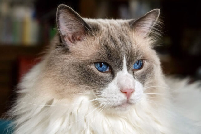 15 Gorgeous Grey and White Cat Breeds (With Pictures)