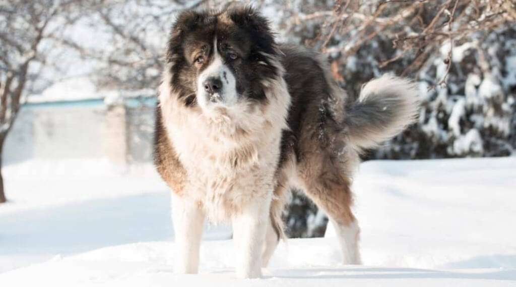 Caucasian Shepherd Dog Breed: History, Personality, Care & More