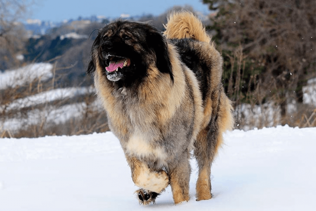 Caucasian Shepherd Dog Breed: History, Personality, Care & More