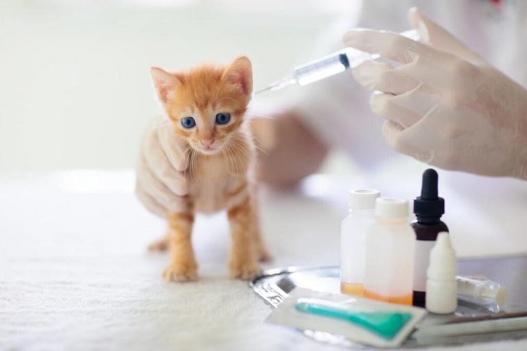 Deworming Cats: Importance, Symptoms, Prevention