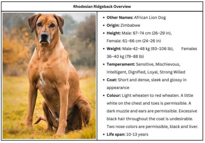 Rhodesian Ridgeback Dog Breed Information and Facts