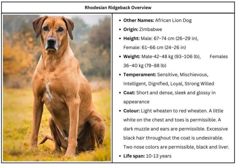 Rhodesian Ridgeback Dog Breed Information and Facts