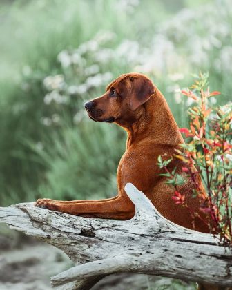 Rhodesian Ridgeback Dog Breed Information and Facts