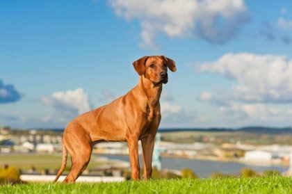 Rhodesian Ridgeback Dog Breed Information and Facts