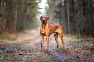 Rhodesian Ridgeback Dog Breed Information and Facts